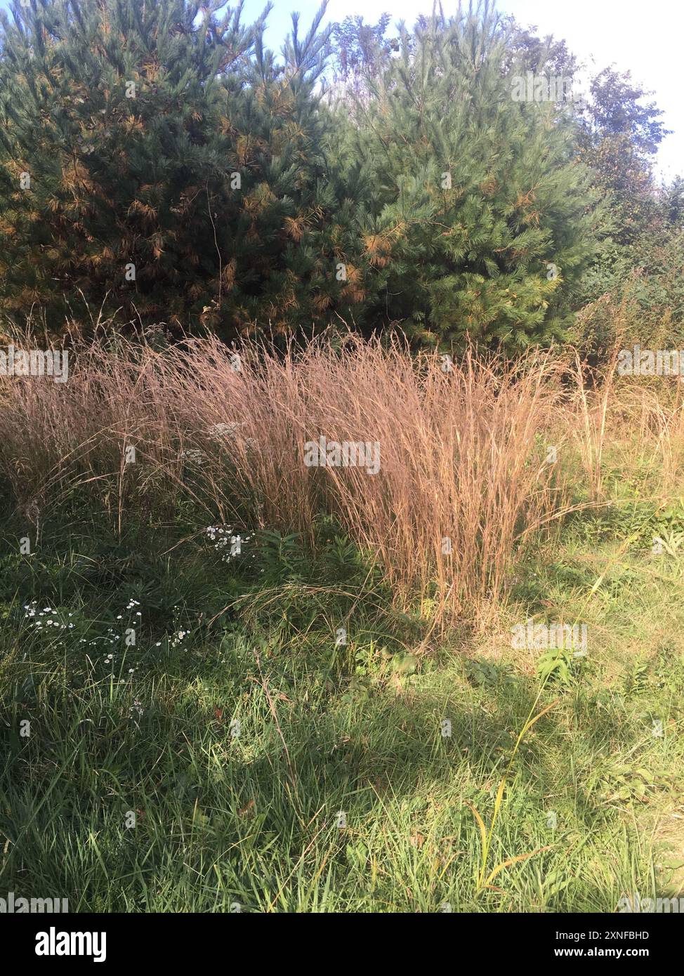 Broomsedge hi-res stock photography and images - Alamy