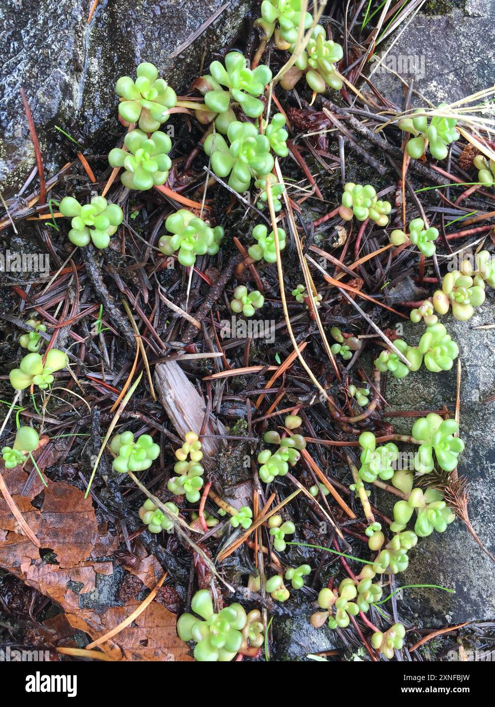 Oregon Stonecrop (Sedum oreganum) Plantae Stock Photo - Alamy