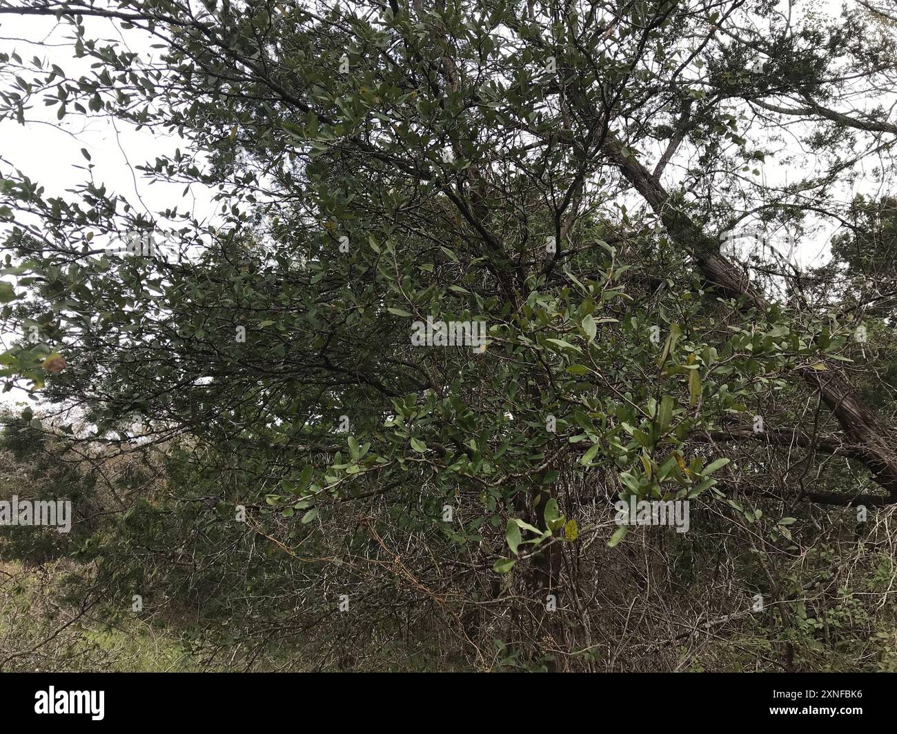 Gum bumelia (Sideroxylon lanuginosum) Plantae Stock Photo - Alamy