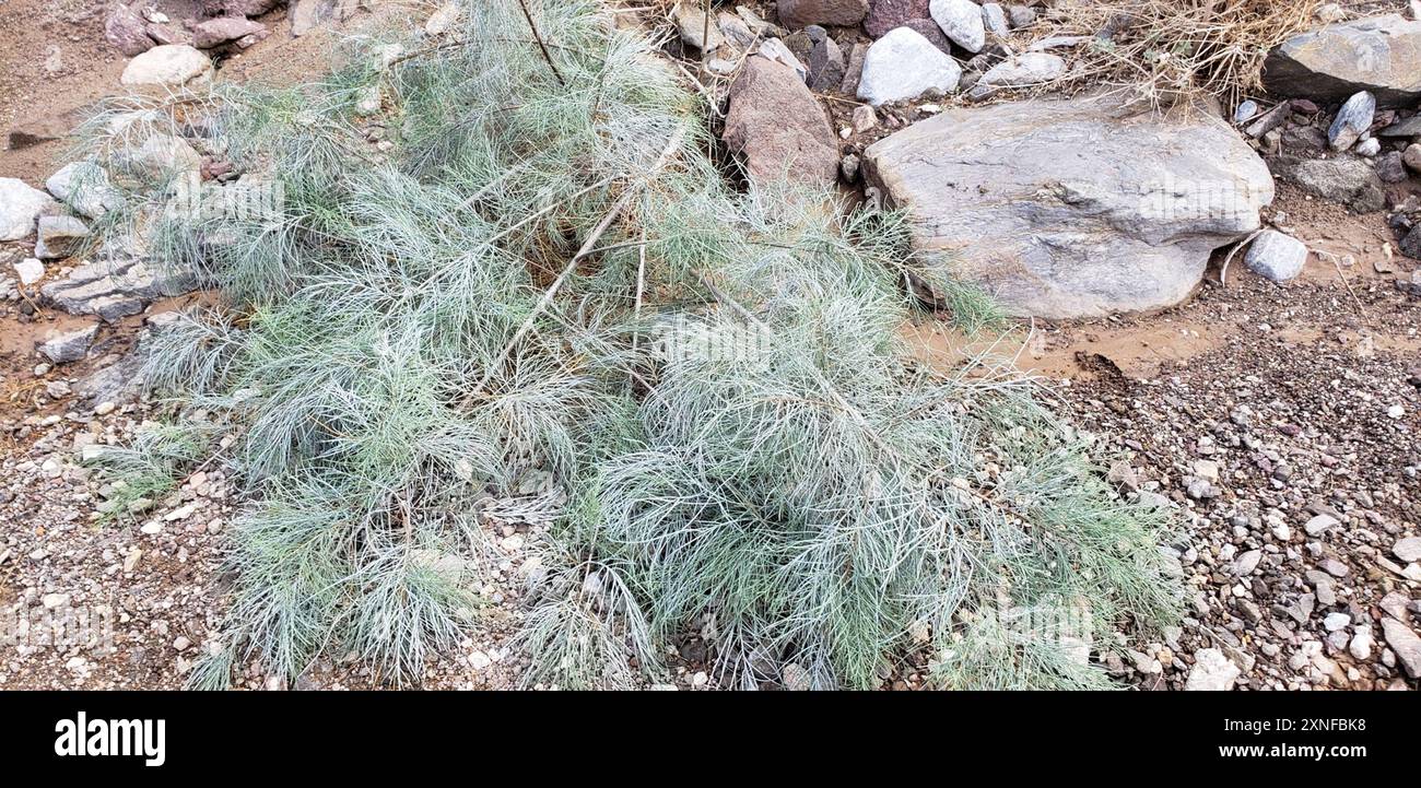 athel tamarisk (Tamarix aphylla) Plantae Stock Photo - Alamy
