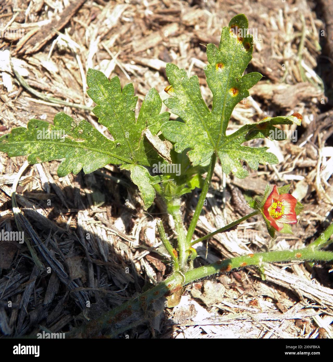 Carolina Bristlemallow (Modiola caroliniana) Plantae Stock Photo - Alamy