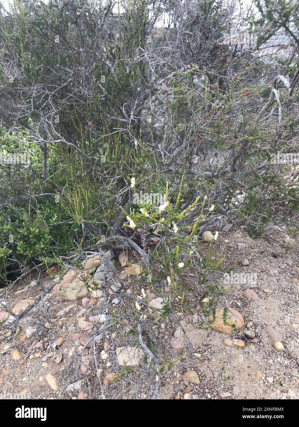 chamise (Adenostoma fasciculatum) Plantae Stock Photo - Alamy