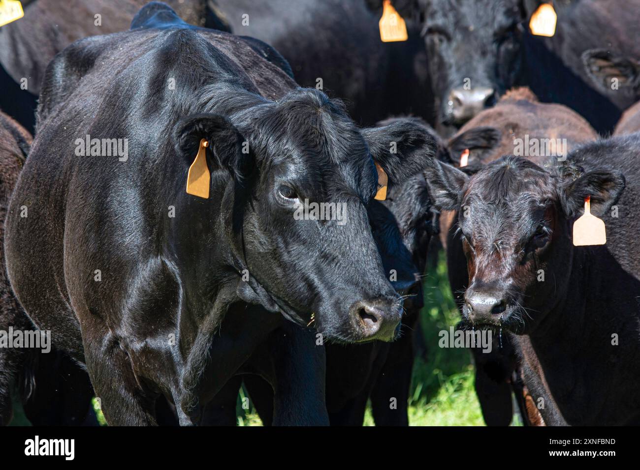 Black Angus cow and calf with faces near each other while standing in a ...