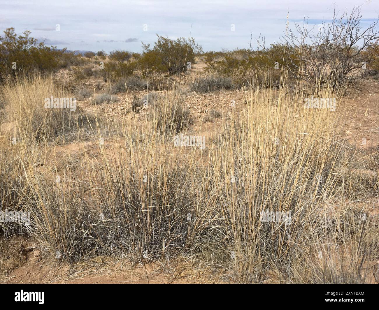 Sideoats Grama (Bouteloua curtipendula) Plantae Stock Photo - Alamy