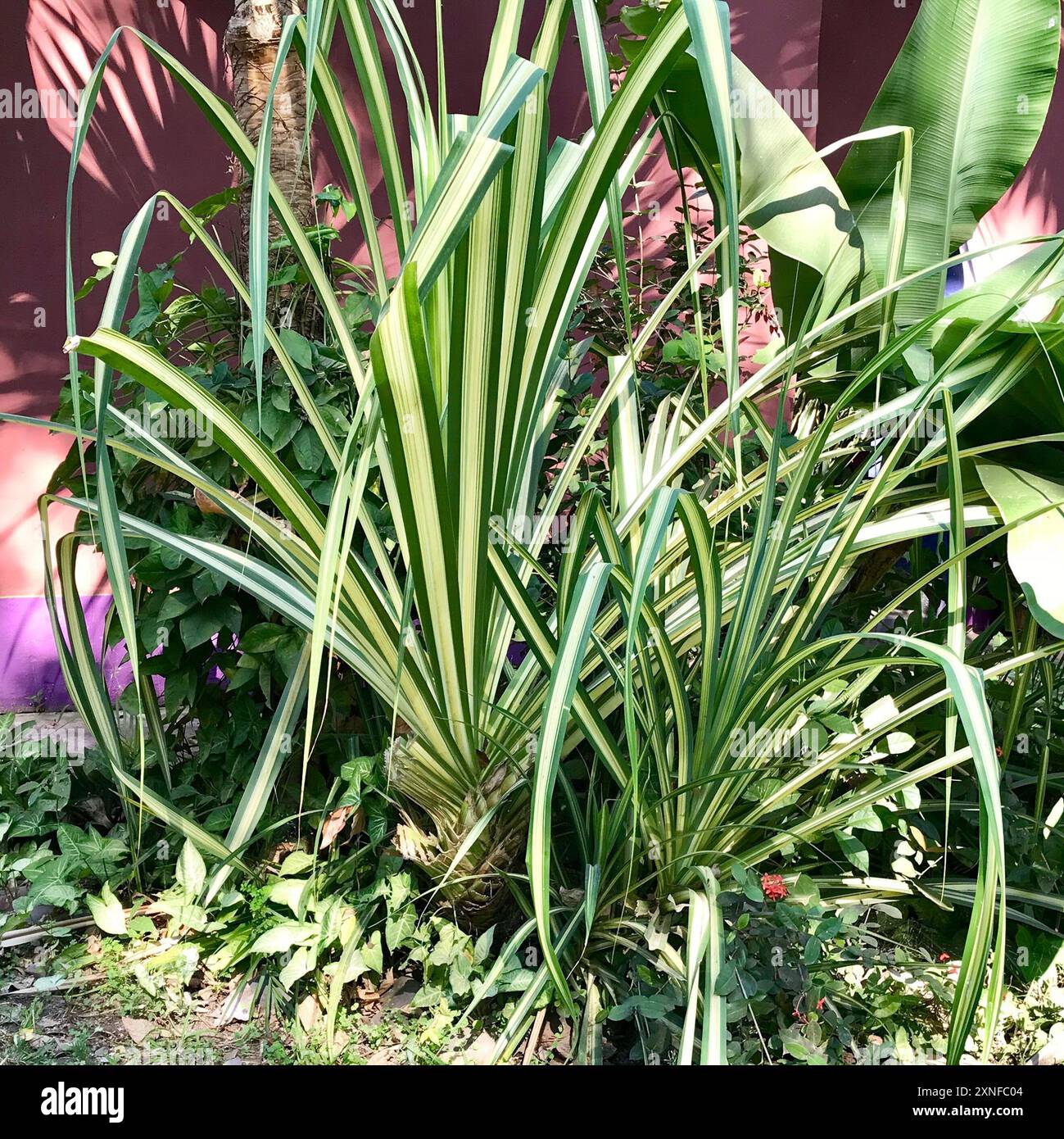 screwpines (Pandanus) Plantae Stock Photo - Alamy