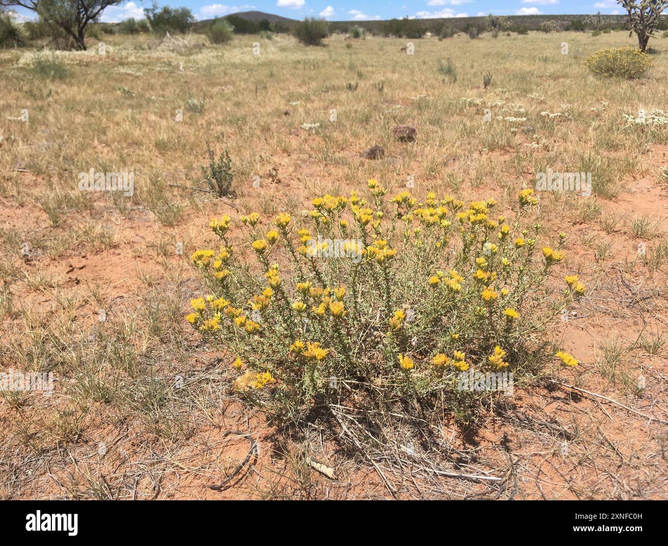 burroweed (Isocoma tenuisecta) Plantae Stock Photo - Alamy