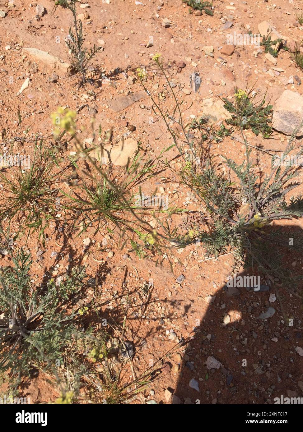 Western Tansymustard (Descurainia pinnata) Plantae Stock Photo - Alamy