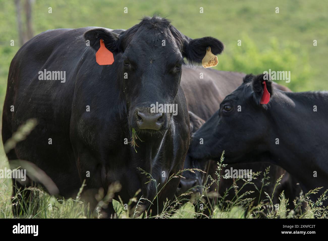 Black Angus beef cow standing in a fescue pasture with herdmates ...