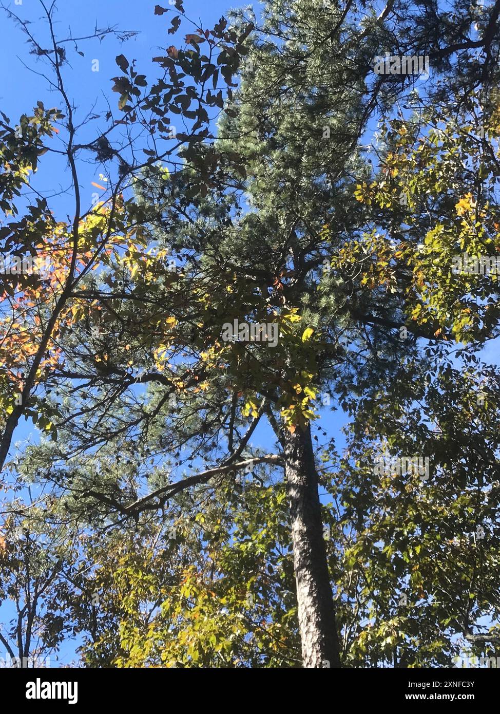 shortleaf pine (Pinus echinata) Plantae Stock Photo - Alamy