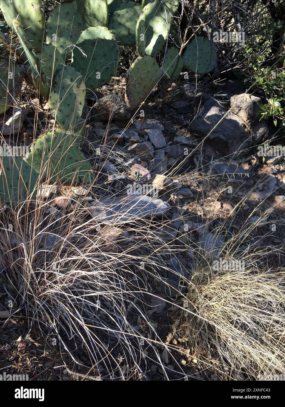 Sideoats Grama (Bouteloua curtipendula) Plantae Stock Photo - Alamy