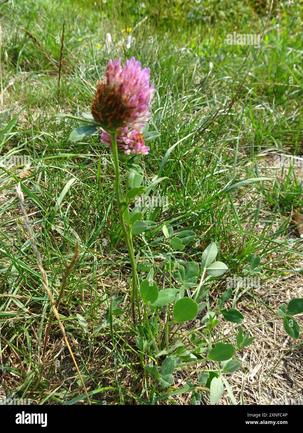 Red Clover (Trifolium pratense) Plantae Stock Photo - Alamy