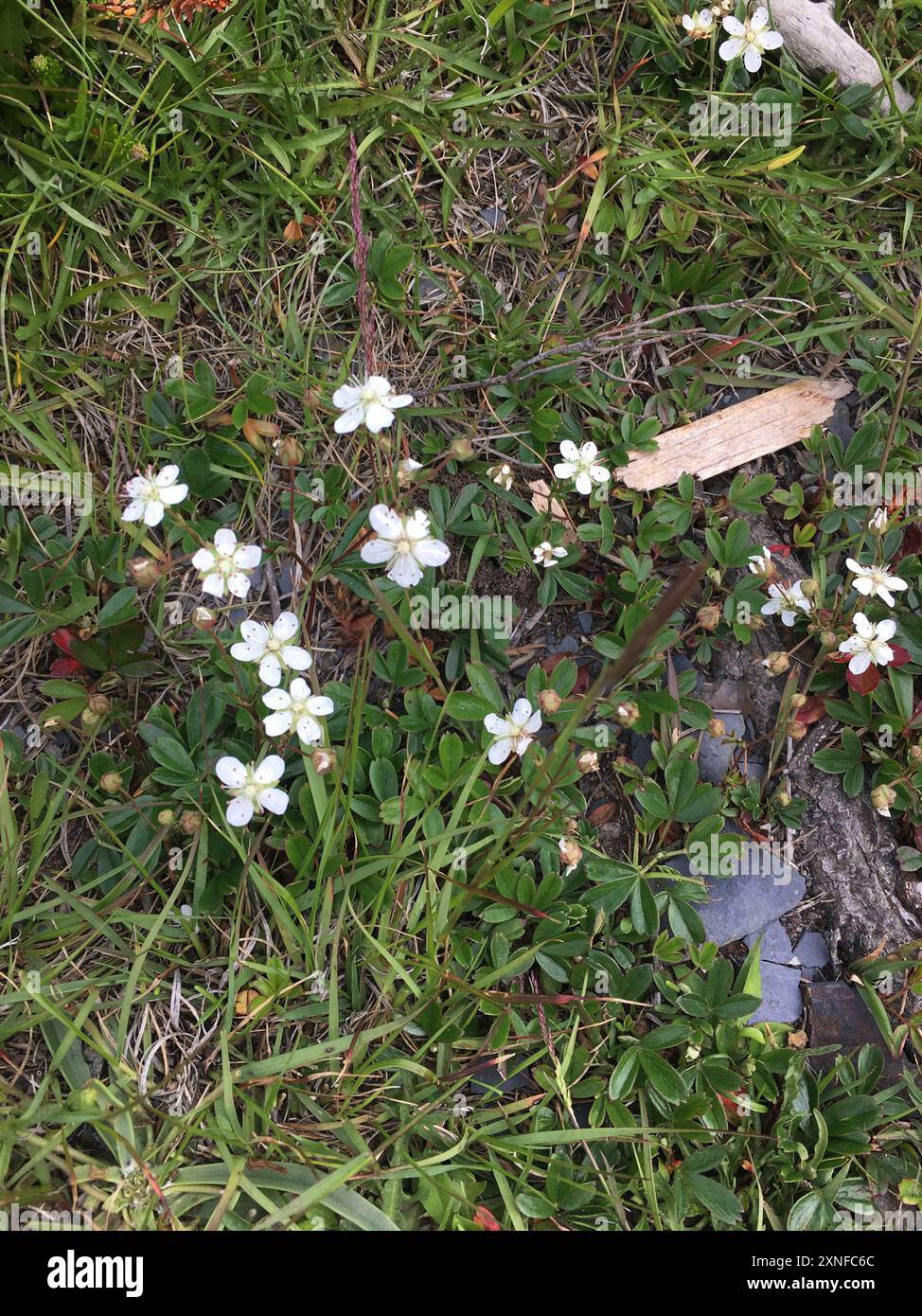 three-toothed cinquefoil (Sibbaldiopsis tridentata) Plantae Stock Photo ...