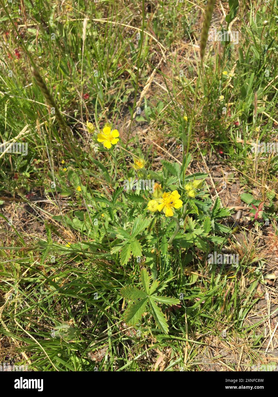 slender cinquefoil (Potentilla gracilis) Plantae Stock Photo - Alamy