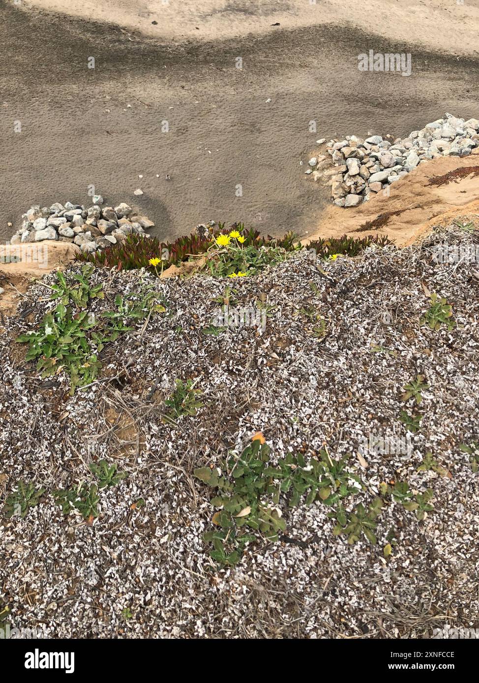 Prostrate Capeweed (Arctotheca prostrata) Plantae Stock Photo - Alamy