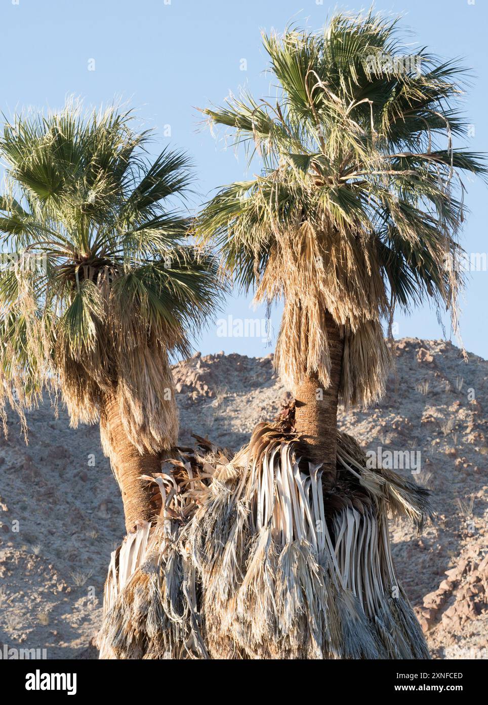 California fan palm (Washingtonia filifera) Plantae Stock Photo - Alamy