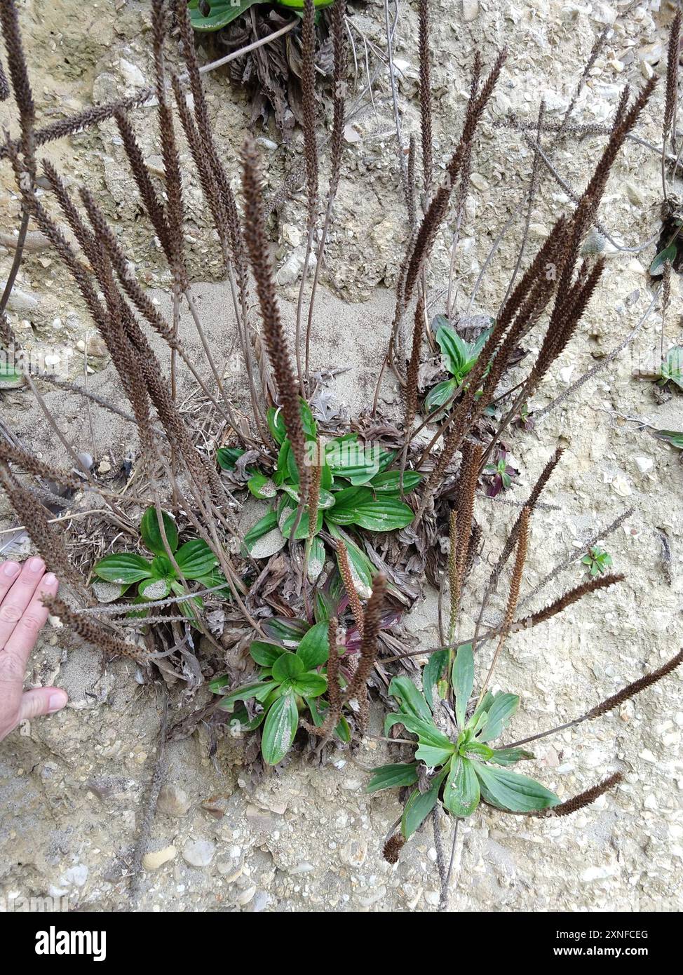 Tall Coastal Plantain (Plantago subnuda) Plantae Stock Photo - Alamy