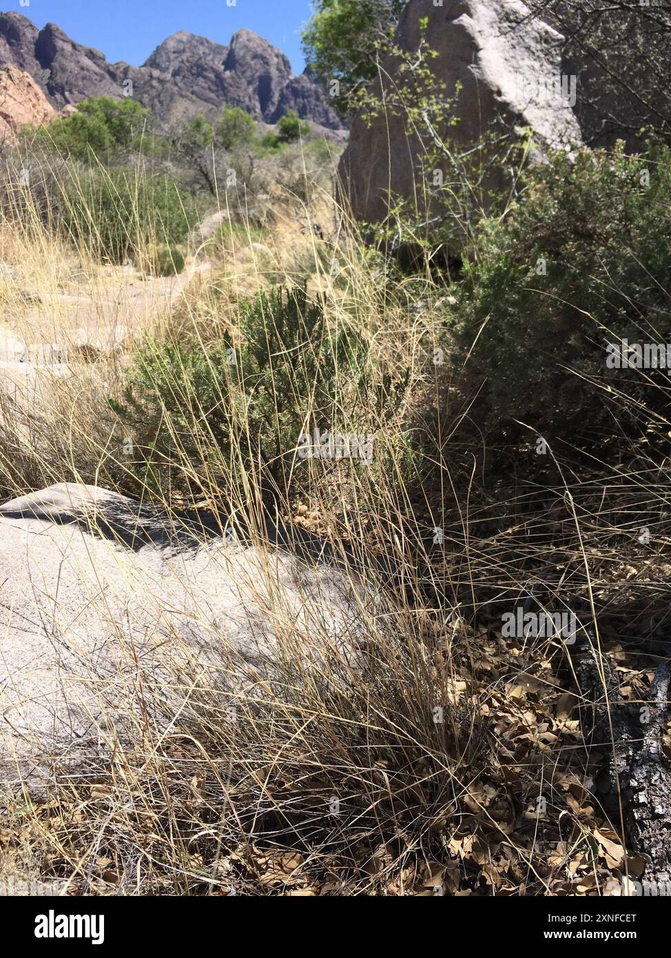 Sideoats Grama (Bouteloua curtipendula) Plantae Stock Photo - Alamy