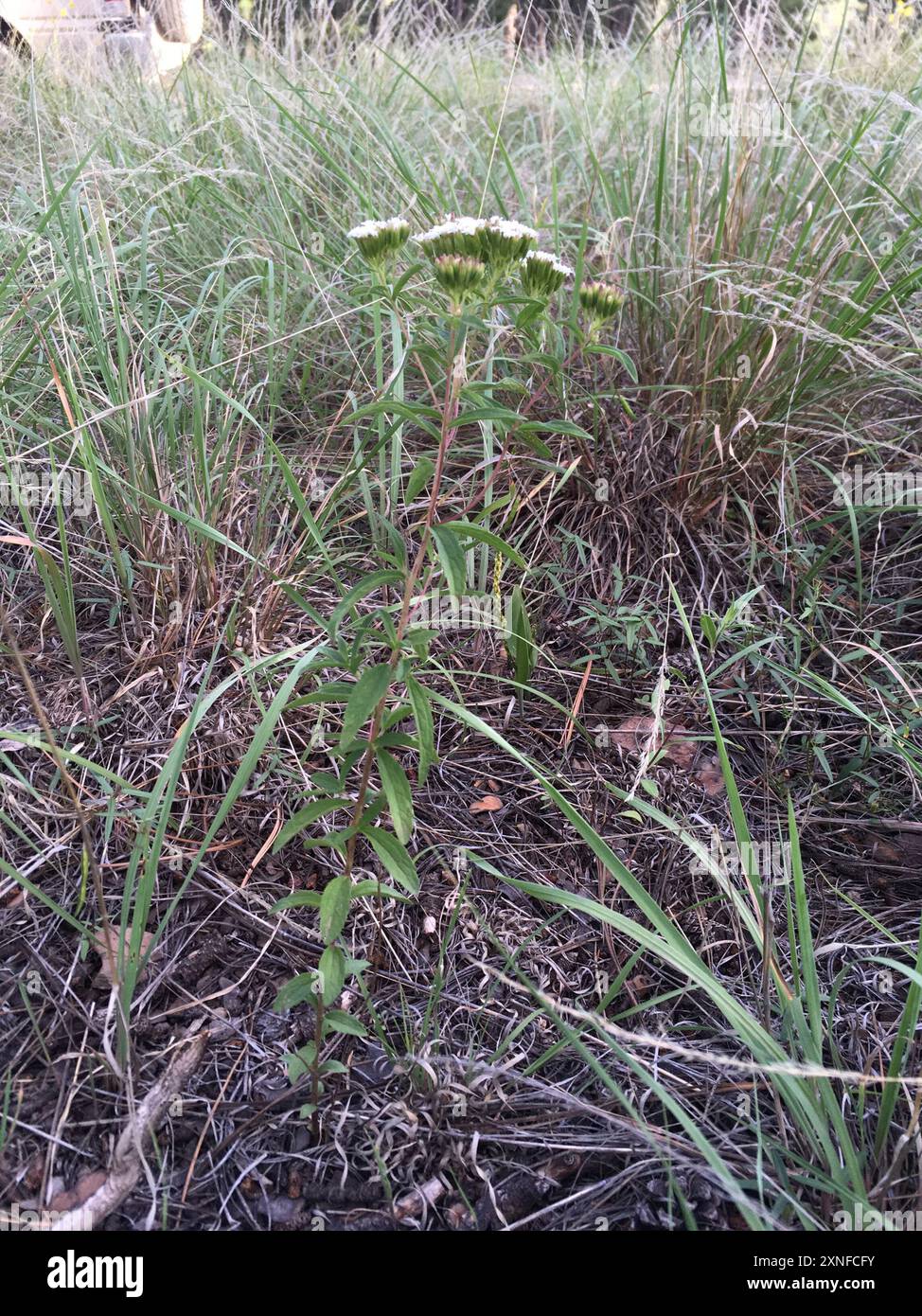 Plummer's Candyleaf (Stevia plummerae) Plantae Stock Photo - Alamy