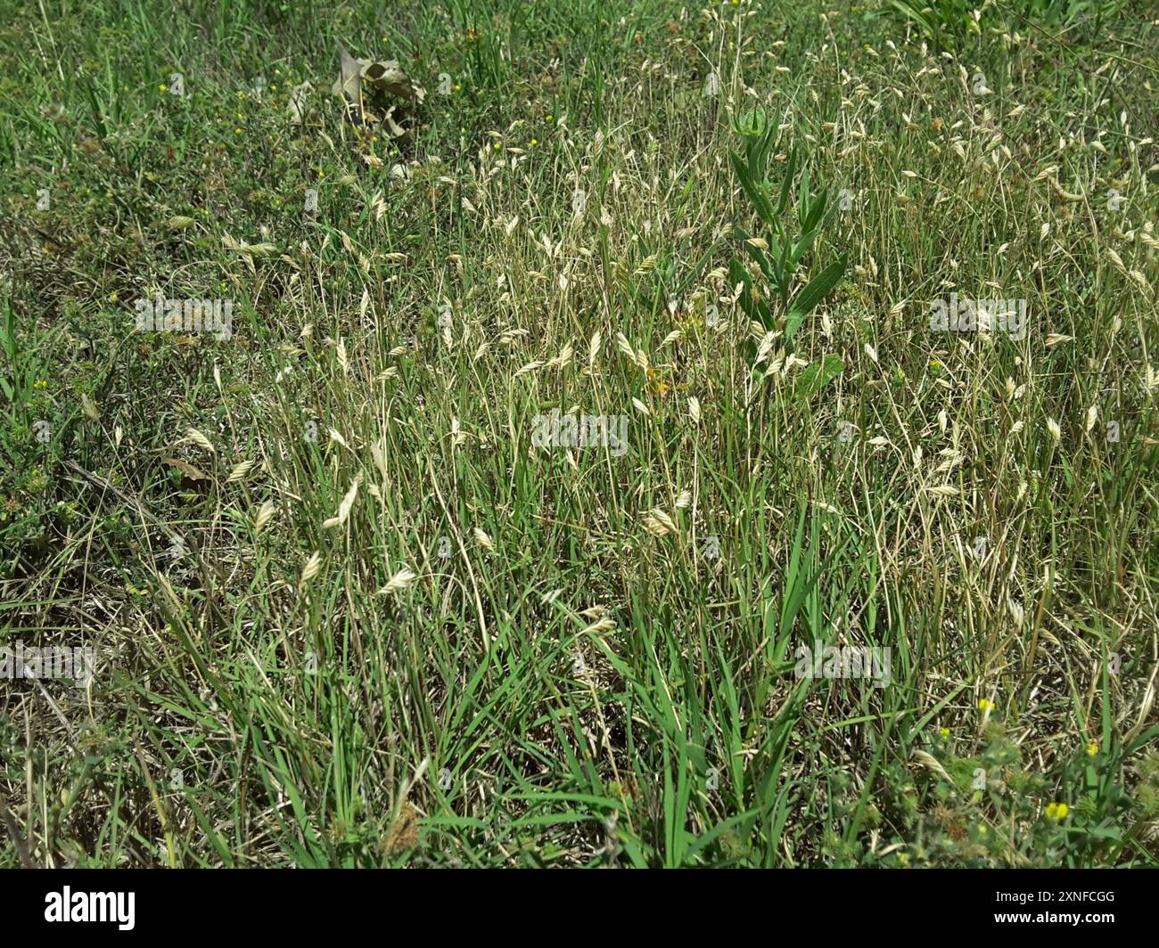 buffalograss (Bouteloua dactyloides) Plantae Stock Photo - Alamy