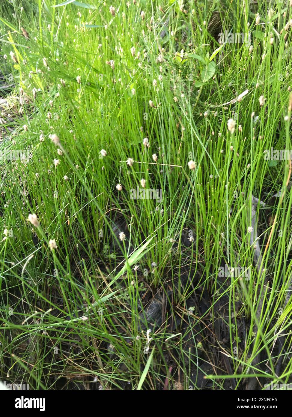 Common Spike-rush (Eleocharis palustris) Plantae Stock Photo - Alamy