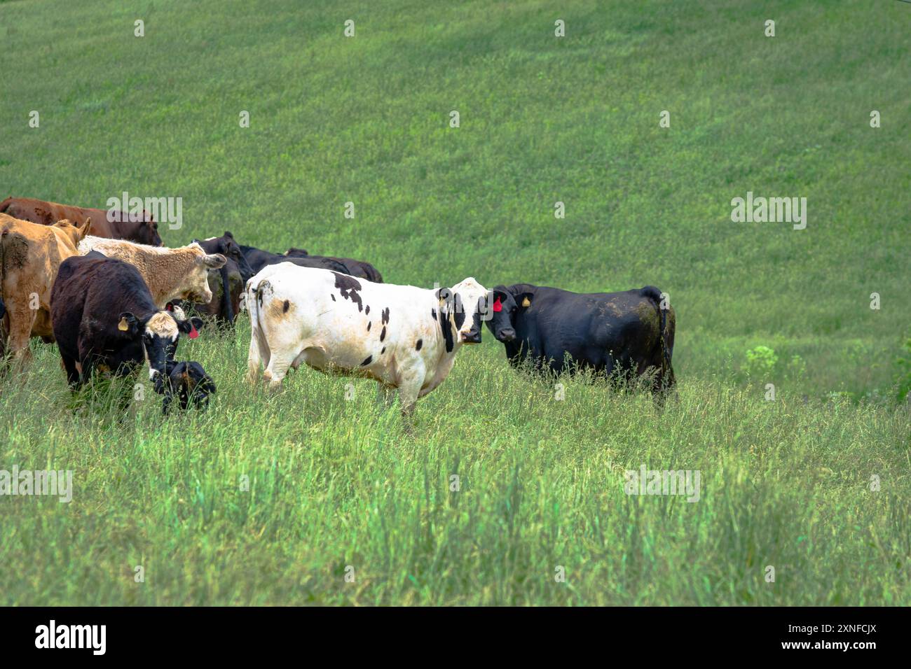 A mixed group of commercial beef cows in a lush, field of fescue with ...