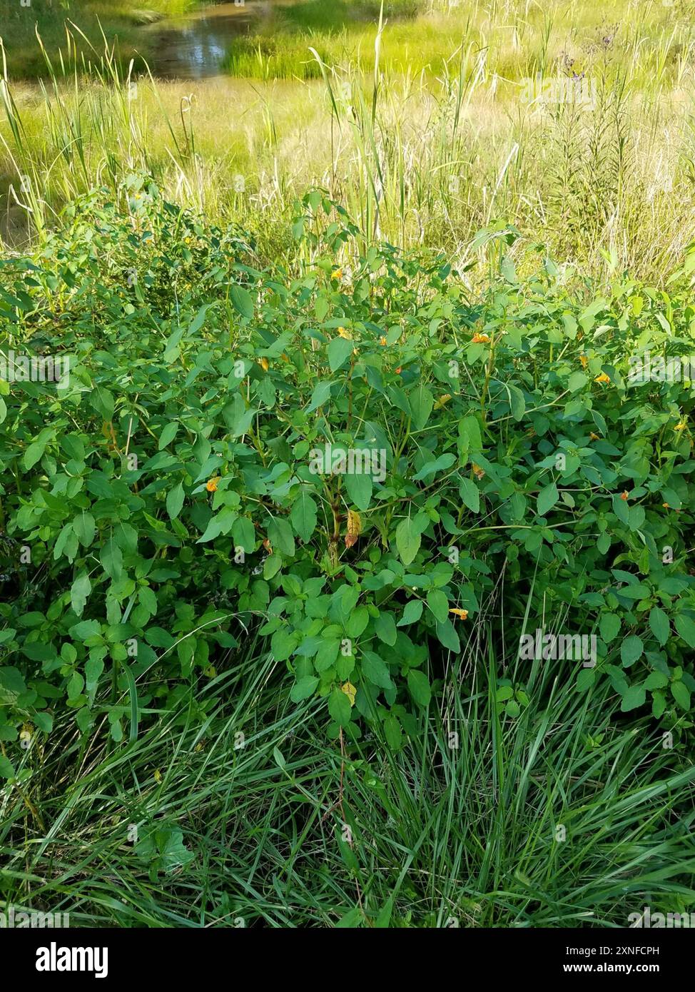 common jewelweed (Impatiens capensis) Plantae Stock Photo - Alamy