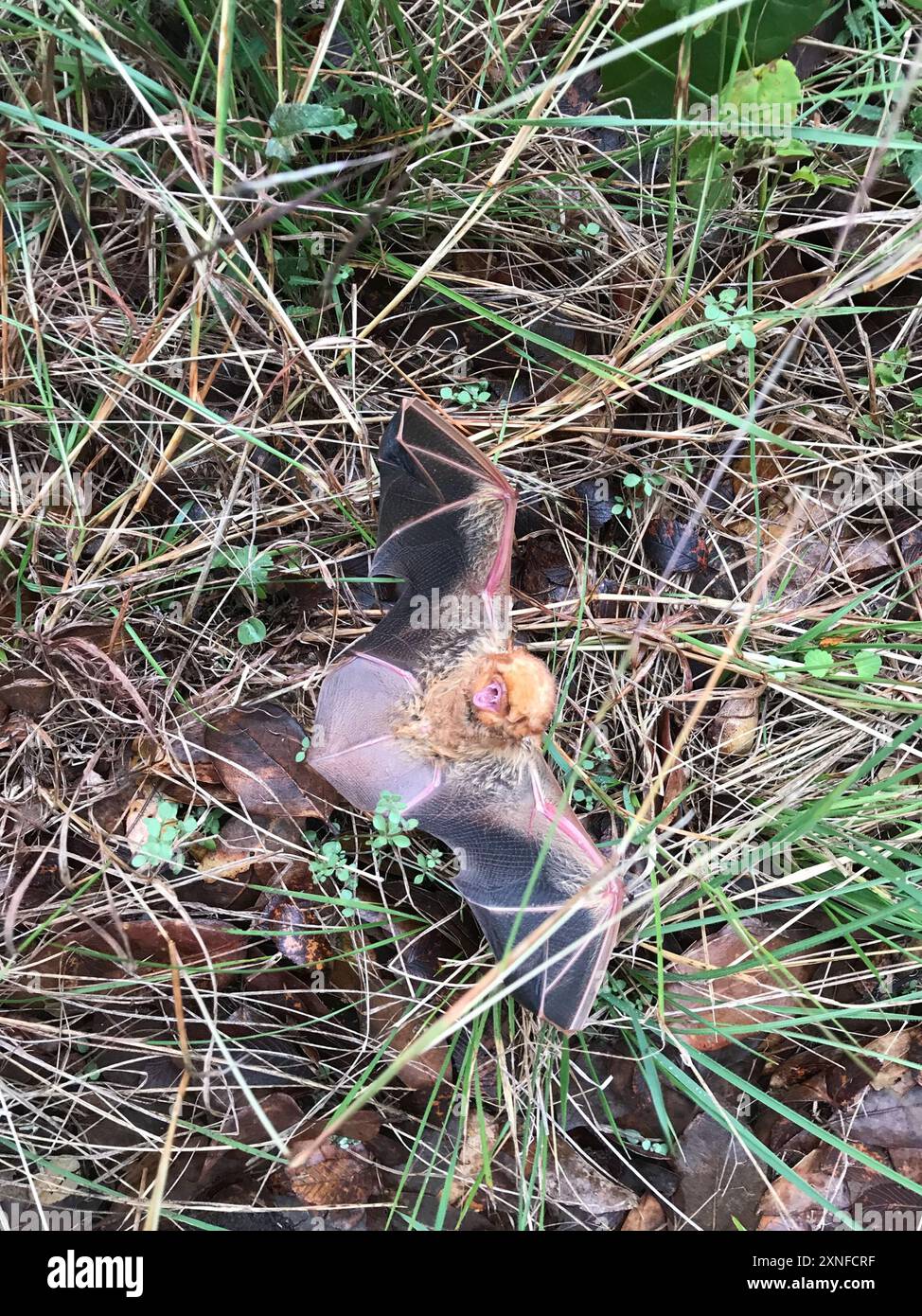 Eastern Red Bat (Lasiurus borealis) Mammalia Stock Photo - Alamy