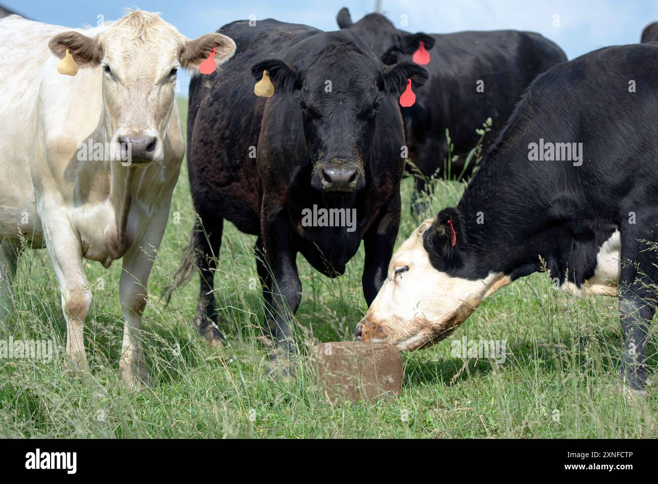 Commercial brood cows in a fescue pasture with one licking on a mineral ...