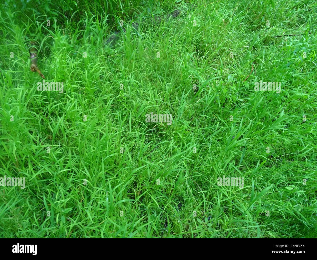 rice cutgrass (Leersia oryzoides) Plantae Stock Photo - Alamy