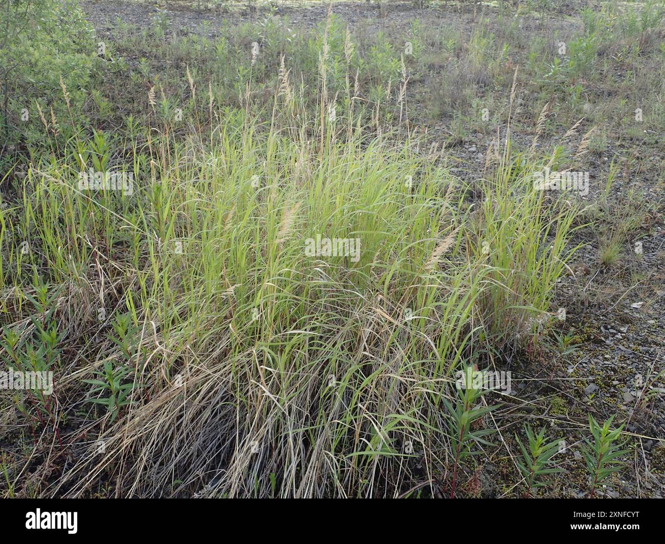 canadian bluejoint (Calamagrostis canadensis) Plantae Stock Photo - Alamy