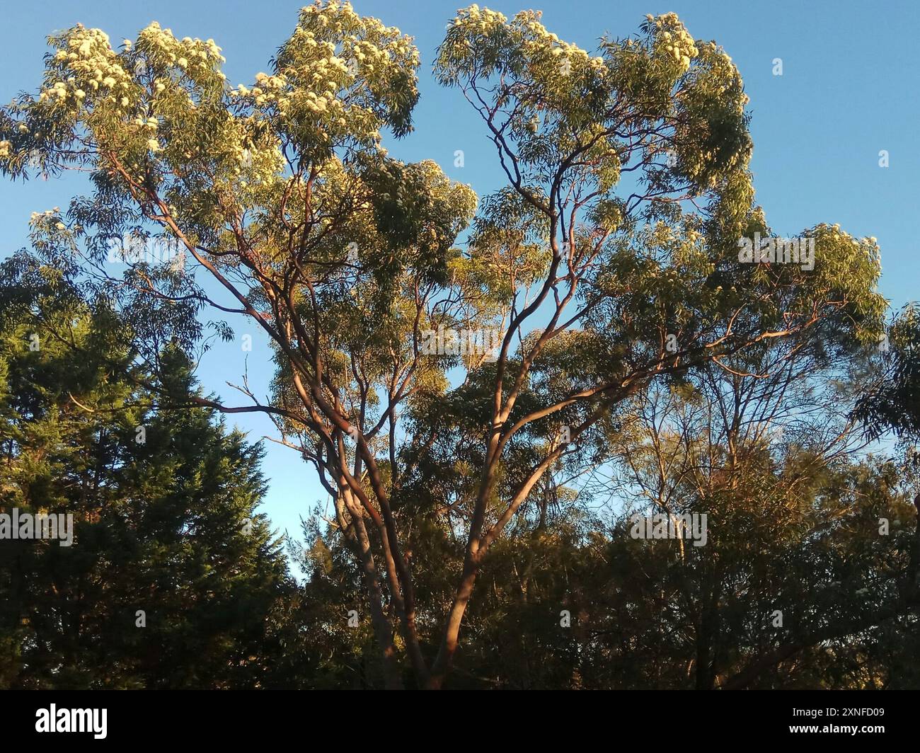 Smooth-barked apple (Angophora costata) Plantae Stock Photo - Alamy