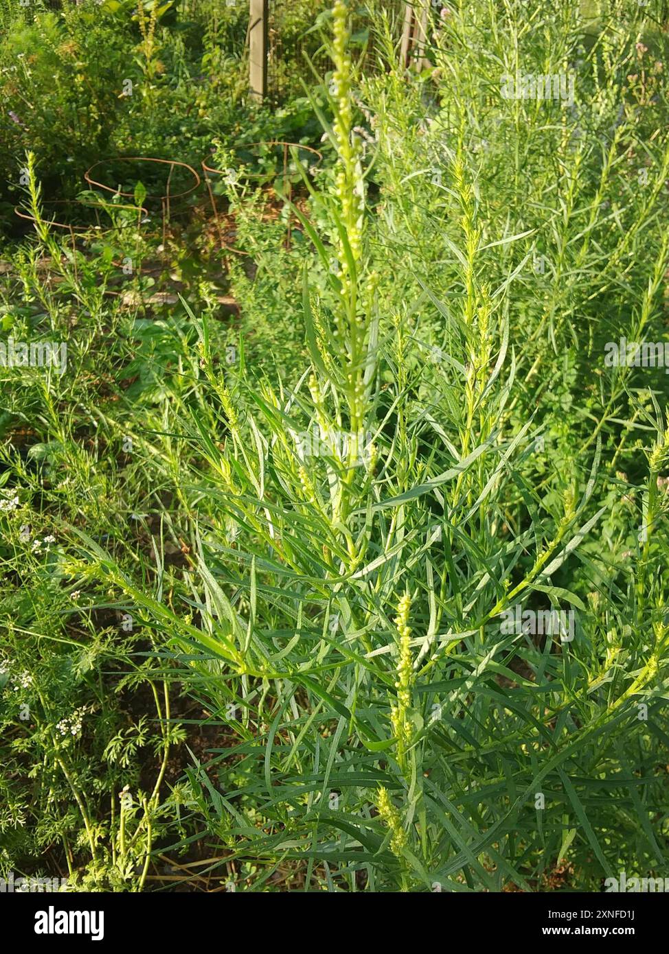 plants (Plantae) Plantae Stock Photo - Alamy