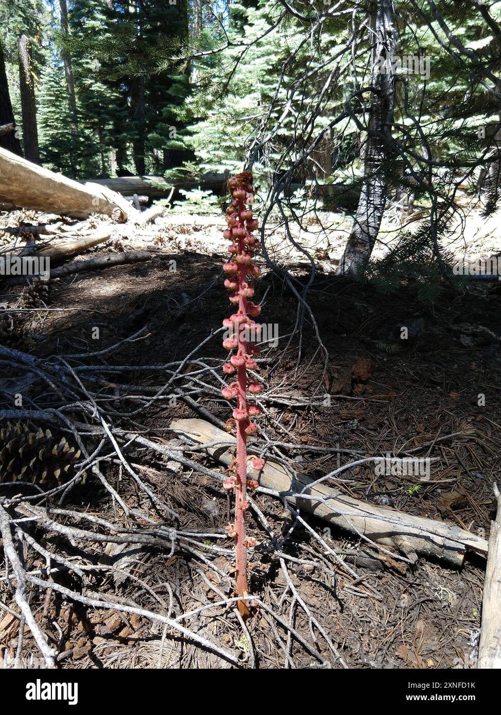 woodland pinedrops (Pterospora andromedea) Plantae Stock Photo - Alamy