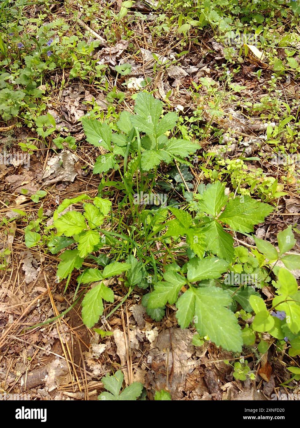white avens (Geum canadense) Plantae Stock Photo - Alamy
