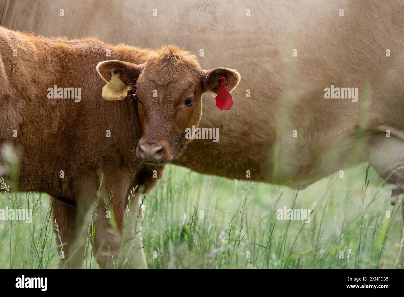 Simmental cow and calf hi-res stock photography and images - Alamy