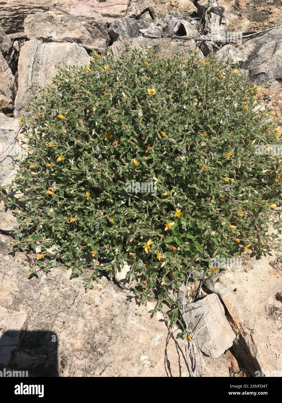 Loasaceae hi-res stock photography and images - Alamy