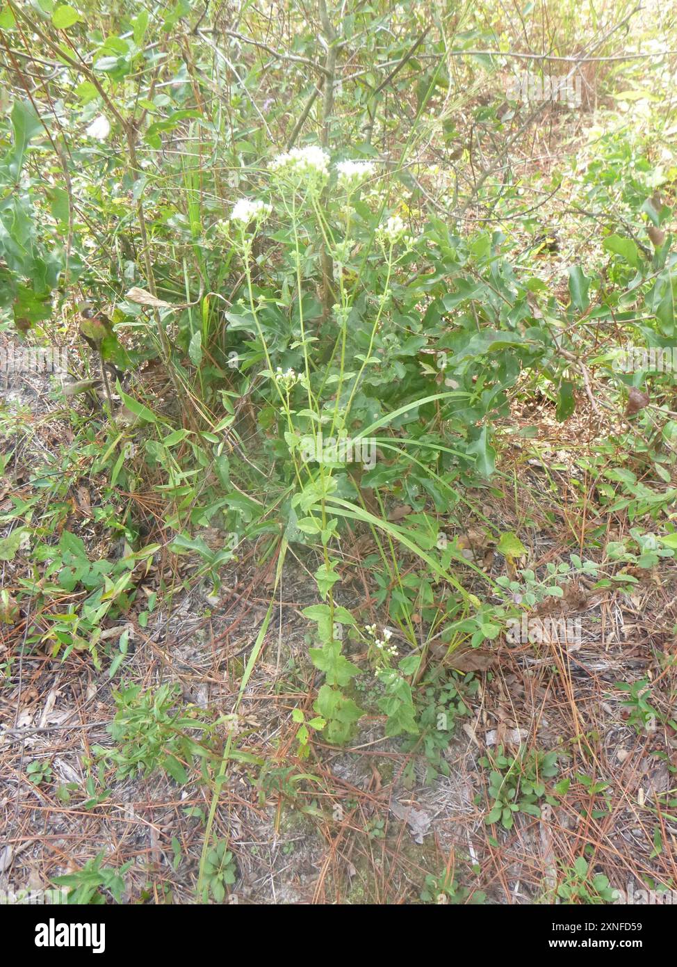 smaller white snakeroot (Ageratina aromatica) Plantae Stock Photo - Alamy