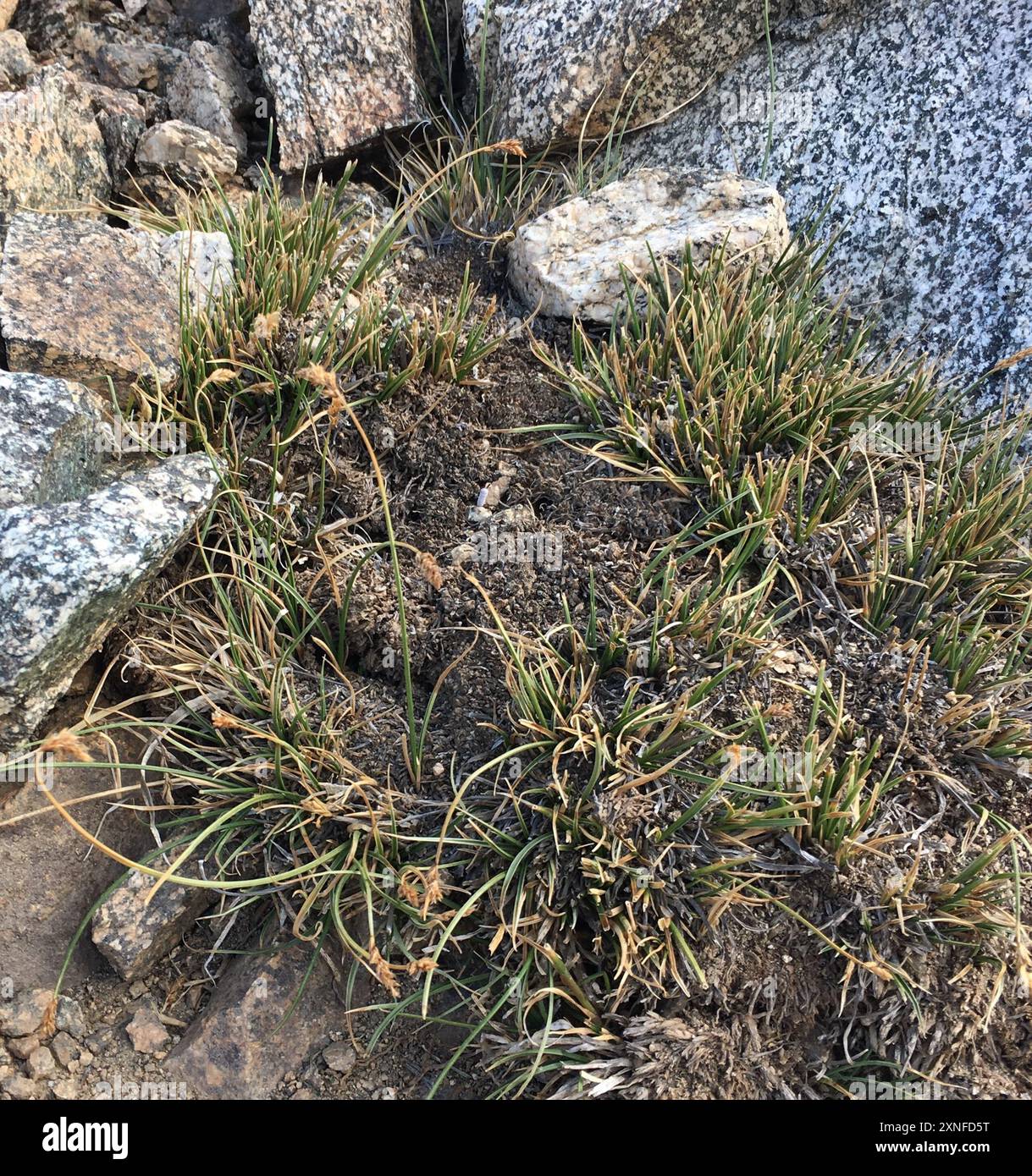 grasses, sedges, cattails, and allies (Poales) Plantae Stock Photo - Alamy