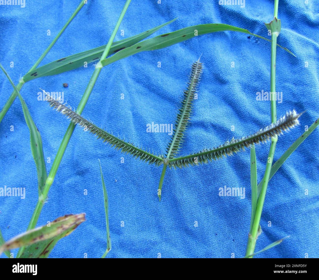 Durban Crowfoot (Dactyloctenium aegyptium) Plantae Stock Photo - Alamy