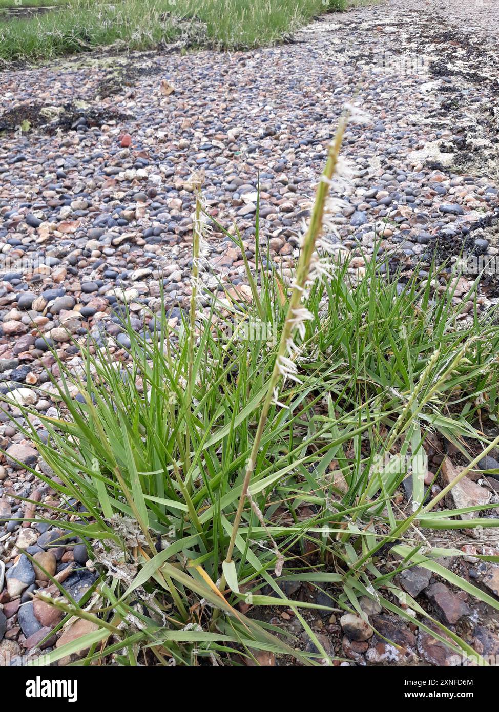 common cordgrass (Sporobolus anglicus) Plantae Stock Photo - Alamy