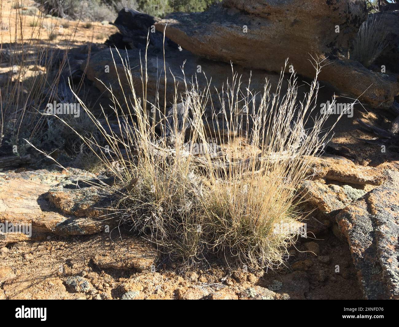 Purple Threeawn (Aristida purpurea) Plantae Stock Photo - Alamy
