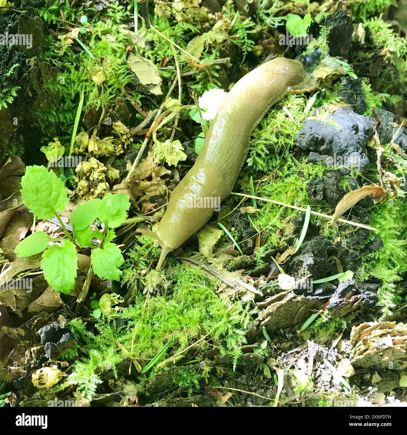 Pacific Banana Slug (Ariolimax columbianus) Mollusca Stock Photo - Alamy