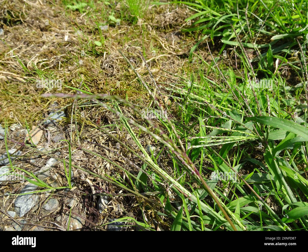 Hairy Crabgrass (Digitaria sanguinalis) Plantae Stock Photo - Alamy