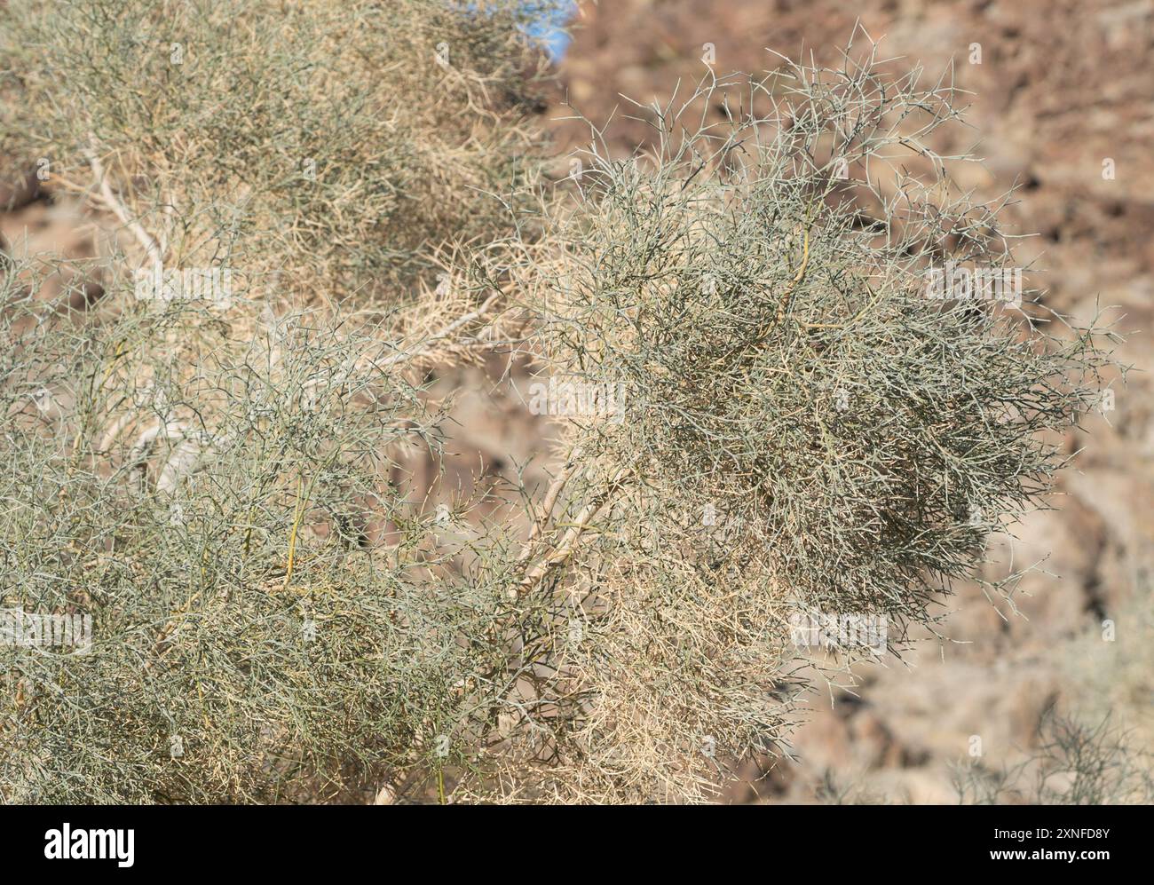 Smoke Tree (Psorothamnus spinosus) Plantae Stock Photo - Alamy