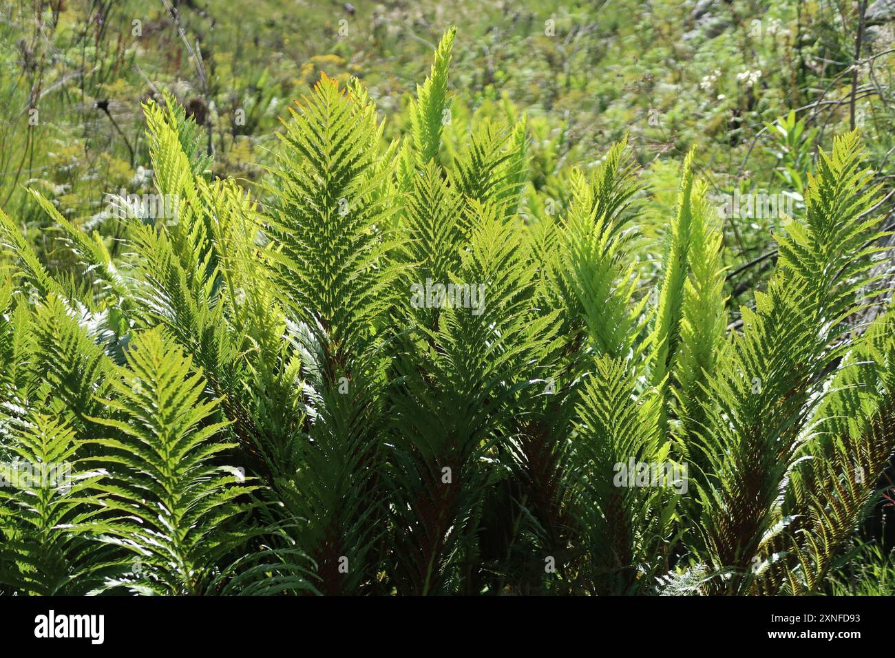 king fern (Todea barbara) Plantae Stock Photo - Alamy