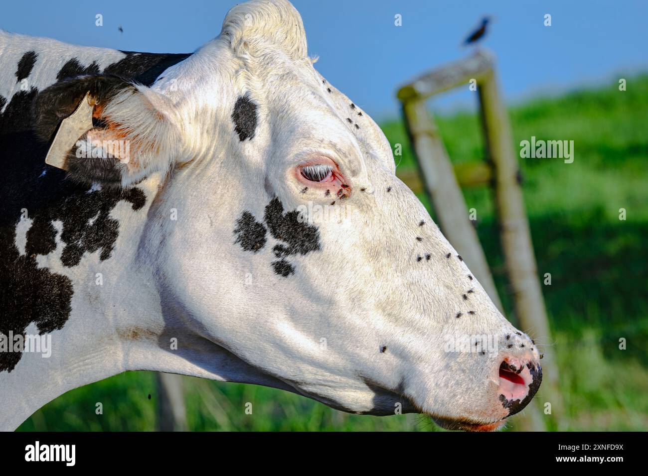 Close up of a Holstein dairy cow with her face covered in face flies ...