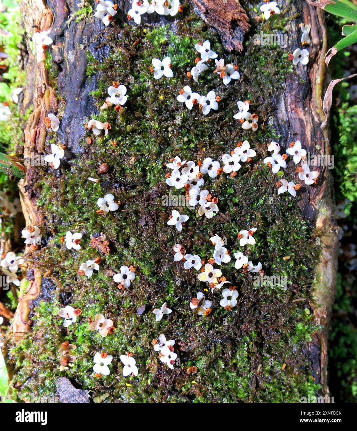 Ironwood (Olea capensis macrocarpa) Plantae Stock Photo - Alamy