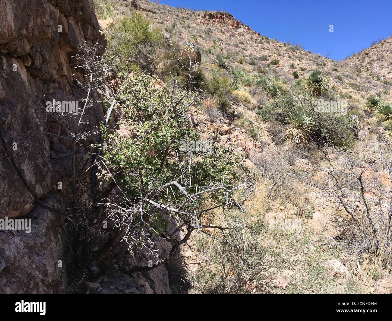 little leaf sumac (Rhus microphylla) Plantae Stock Photo - Alamy