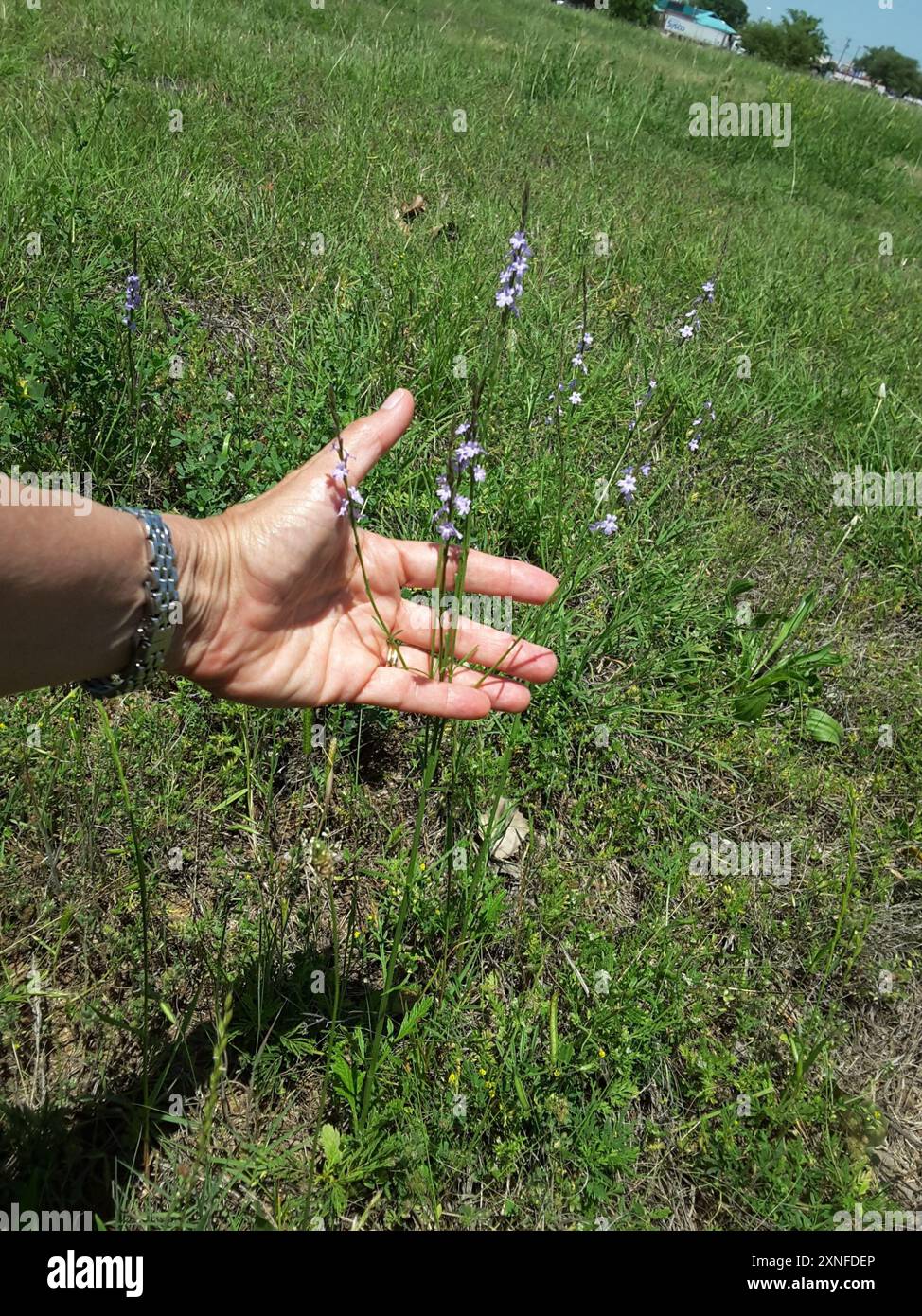 Verbena halei texas vervain hi-res stock photography and images - Alamy