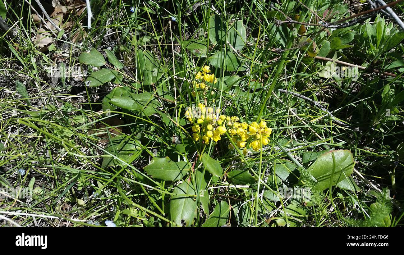 creeping mahonia (Berberis repens) Plantae Stock Photo - Alamy